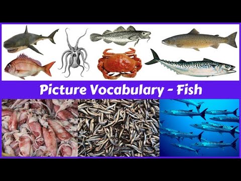 Fish names in English with pictures | Picture Dictionary-Fish images | Learn Entry