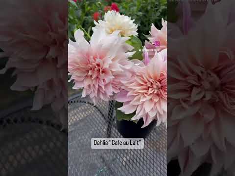 Dahlia “Cafe au Lait”