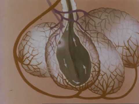 Airborne Transmission of TB 1966 CDC