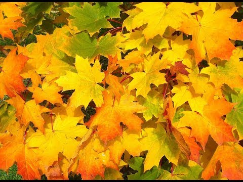 Autumn Words, Seasons Vocabulary ESL