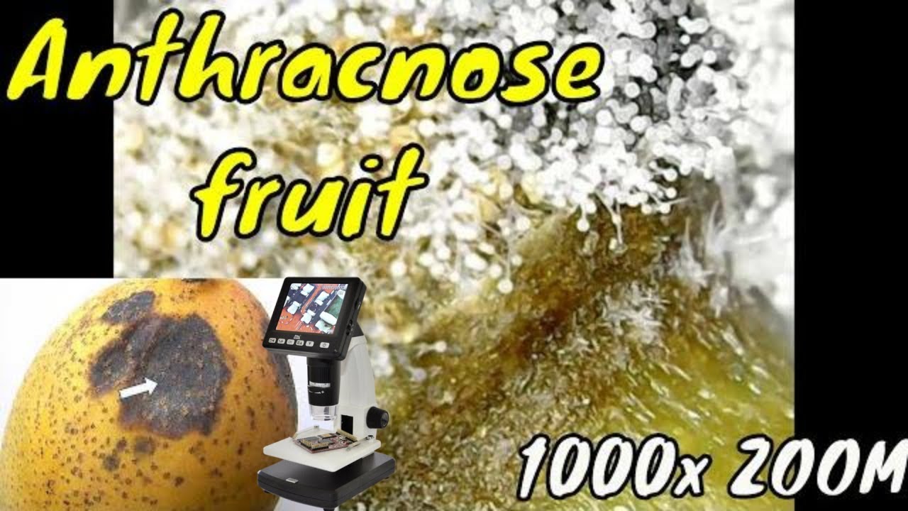 Anthracnose fruit under usb MICROSCOPE