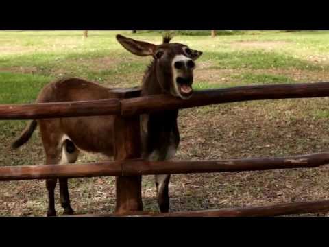 Poncho the Angry Donkey Braying Loudly