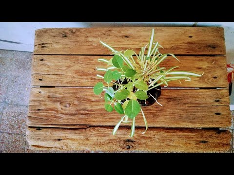 Riprendere le fila di un giardino