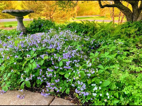 Native Plants for Shade Gardens
