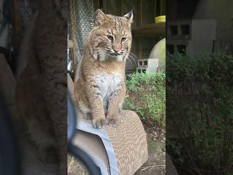 Chatting with the World's Prettiest Bobcat #shorts #animals