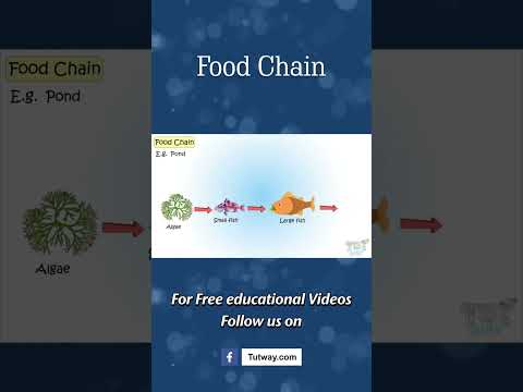 Food Chain | Pond | Food Chain for Kids | Producers, Consumers, Decomposers | Science #shorts