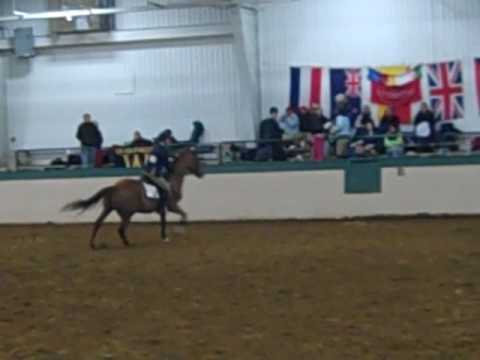 Videos At Lake Erie College | Ohio University Equestrian Team