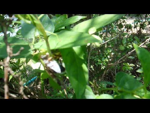 Mantis vs Semi in Japan!