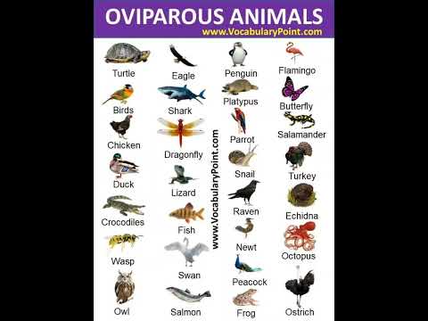 OVIPAROUS ANIMALS Daily use English Channel Subscribe Englishonly