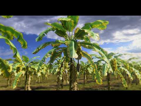 Mechanism of action of BESTCURE, organic broad spectrum bactericide and fungicide