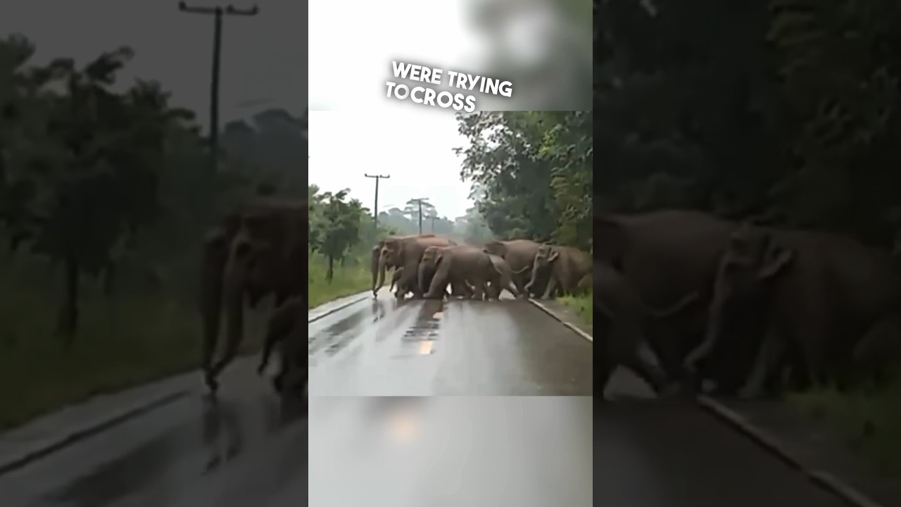 The smartest elephant in the world ❤️