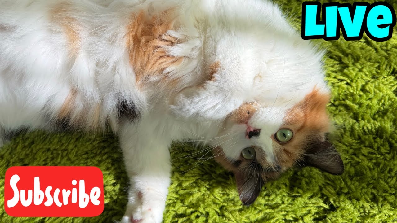 TGIF - Friday With Cats - Live Stream (Horizontal)