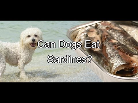 Can Dogs Eat Sardines?