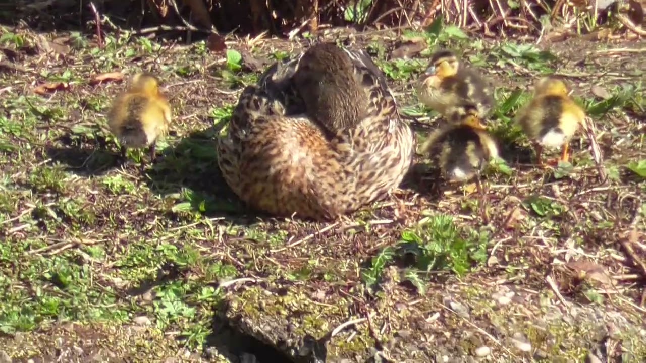 Female mallard with ducklings (13th family)