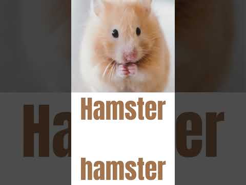 A1 Level Turkish Animal Names