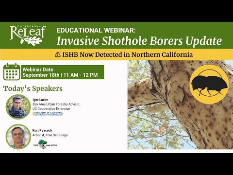 Educational Webinar: Invasive Shothole Borers Update - ISHB Now Detected in Northern California