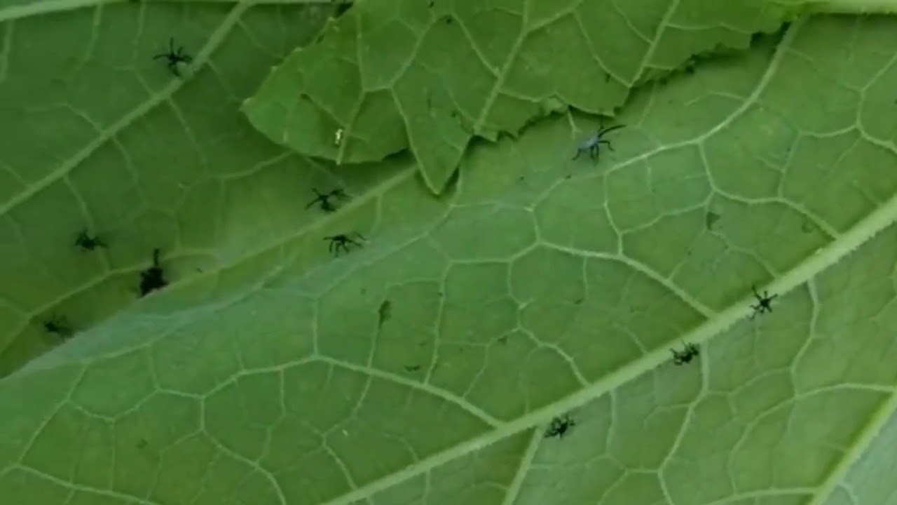 Squash Bug Nymphs Hatching