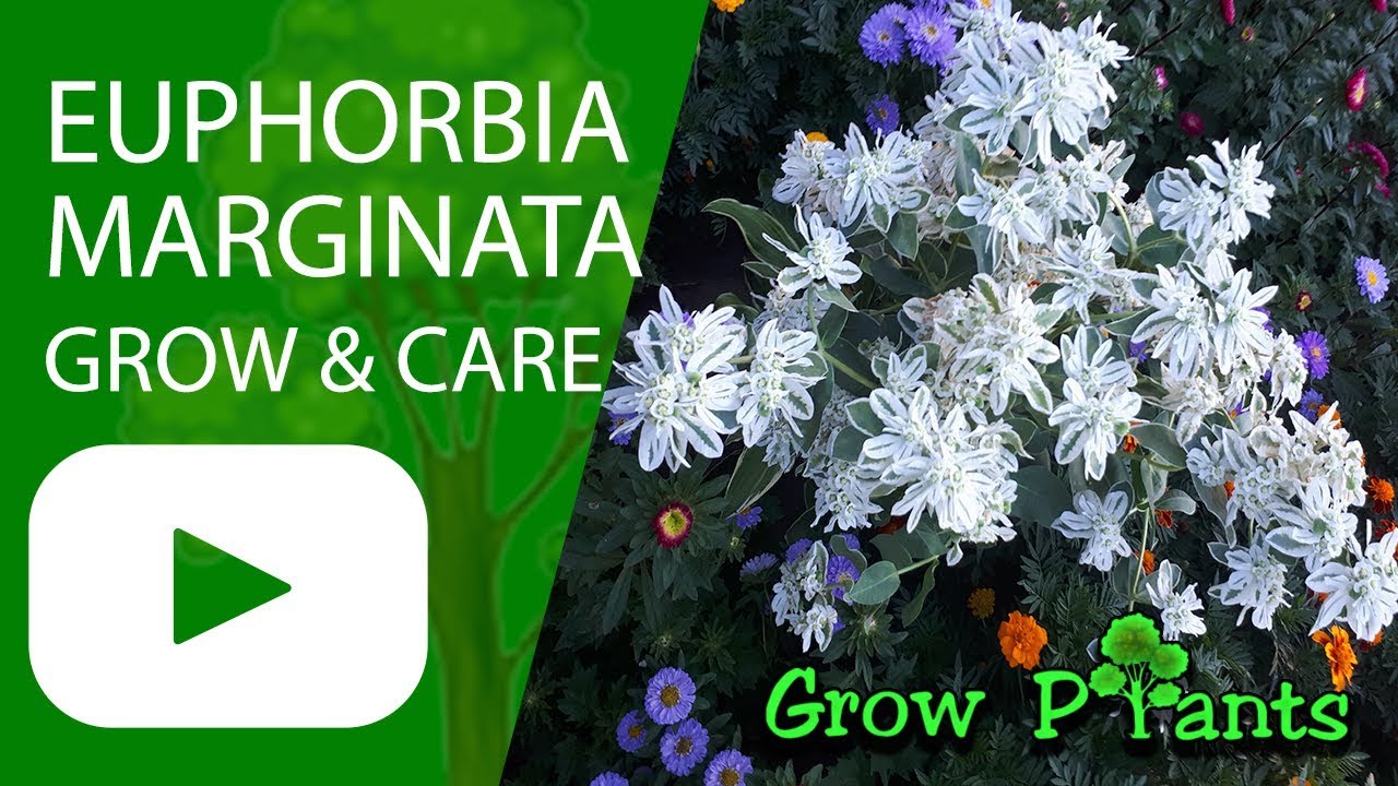 Euphorbia marginata - grow and care (Snow on the mountain)