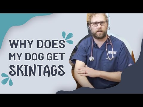 Explaining Dog Skintags | Eastwood Animal Clinic