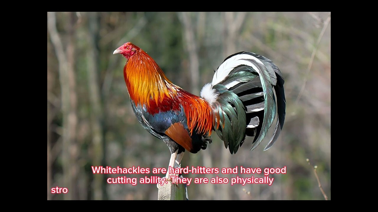 Top 5 gamefowl breeds to start your business.