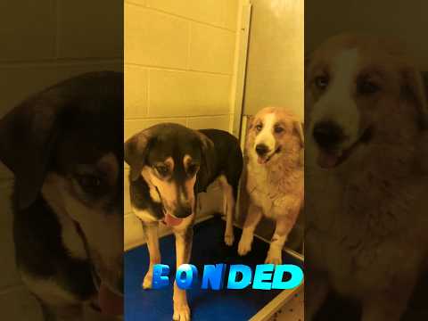 🐶❤️ Strays Dogs Are Best Friends At The Shelter 💜 #friends
