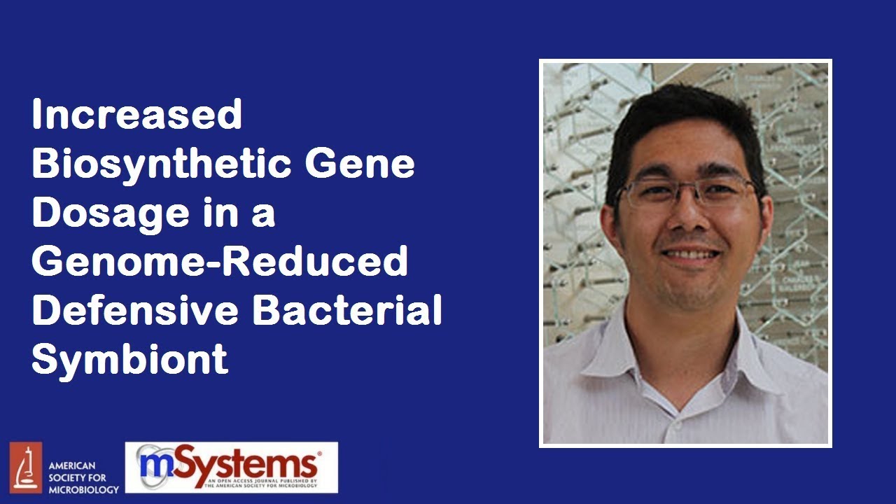 Repeat Biosynthetic Pathways despite Genome Reduction