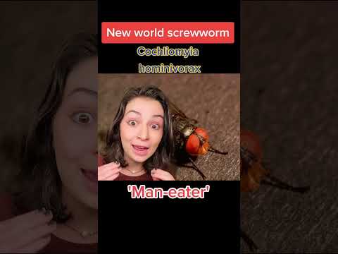 Screwworm Part 1