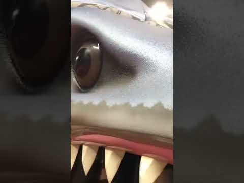 Watch out for Megalodon‼️‼️‼️ 🦈 #shorts #MonsterJam