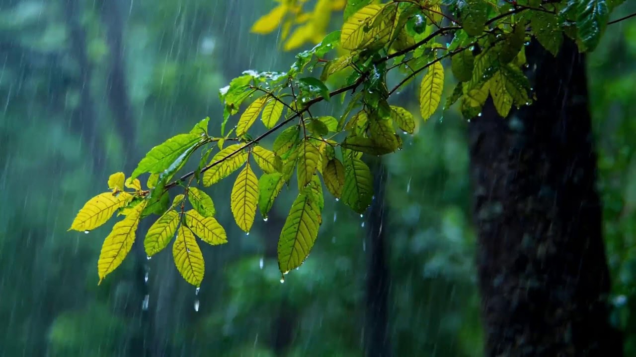 Deep Sleep Ambience with Gentle Water Droplets on Leaves to Calm the Mind and Relax the Body
