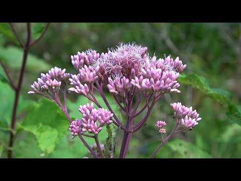 July, 4th Week #2. Aster, Mint, & Bindweed.