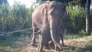 Baby elephant abuse raises concerns about Thailand's tourism practice