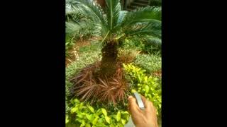 Jual DOWNY FBEN LIQUID PASSION REFILL 230 ML x 32 PCS PER KARTON ...