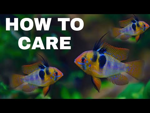 How to Care Of German Blue Ram Cichlid