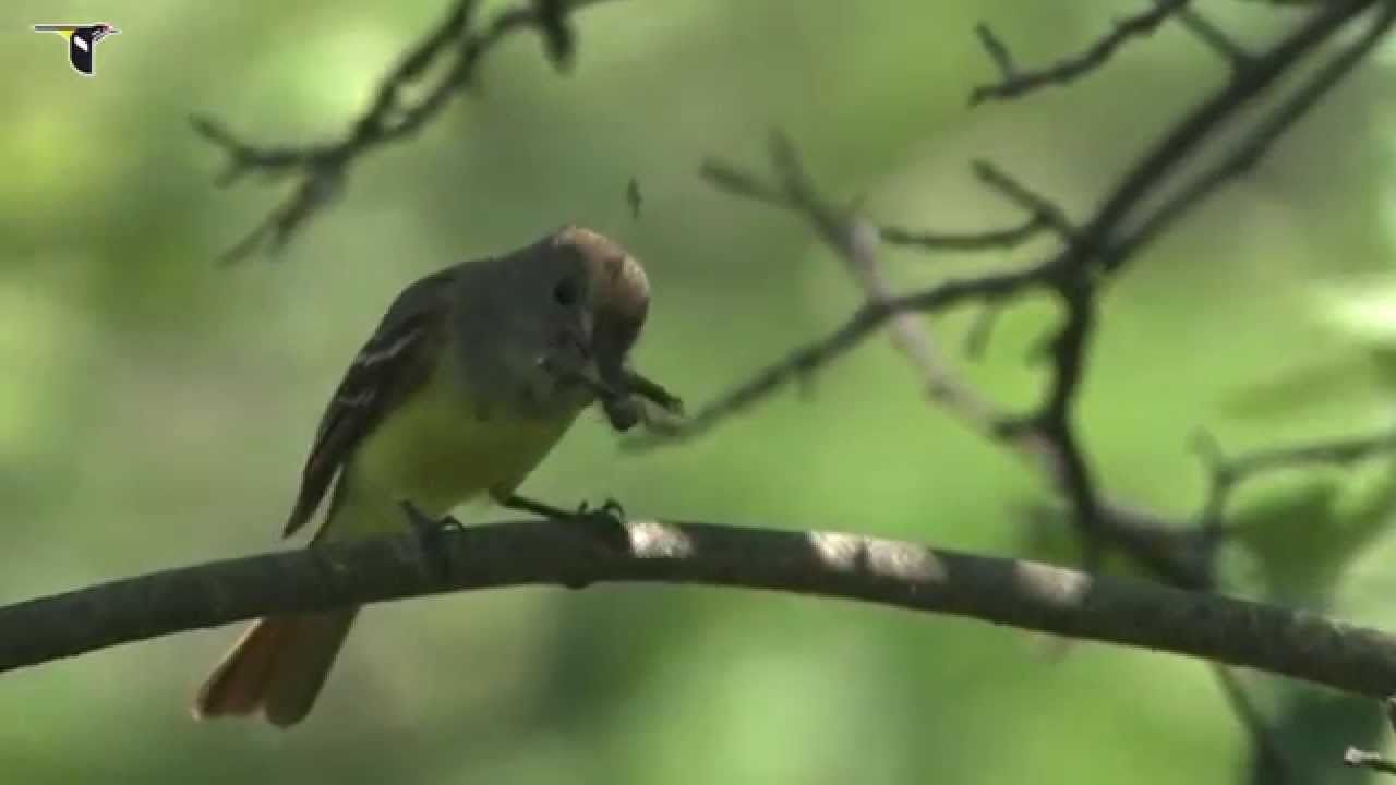 Great Crested Flycatcher with dragonfly