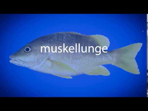 How to pronounce muskellunge