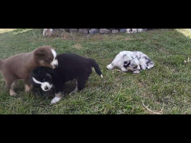 Miniature Australian Shepherd - Mini Aussie Puppy | Dogs & Puppies for ...