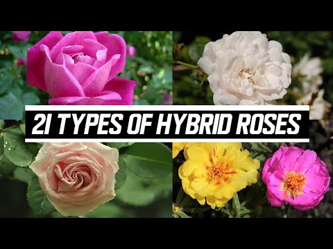 21 Types of Hybrid Roses - The Planet of Greens