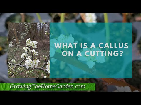 What is a Callus on a Cutting?