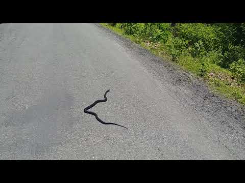 Black racer snake 5 footer in Jim Thorpe PA