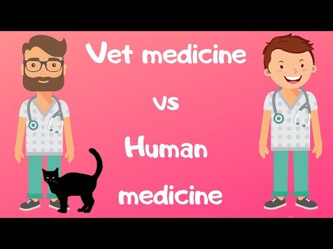 Is veterinary medicine harder than human medicine? #vetmed #medicine