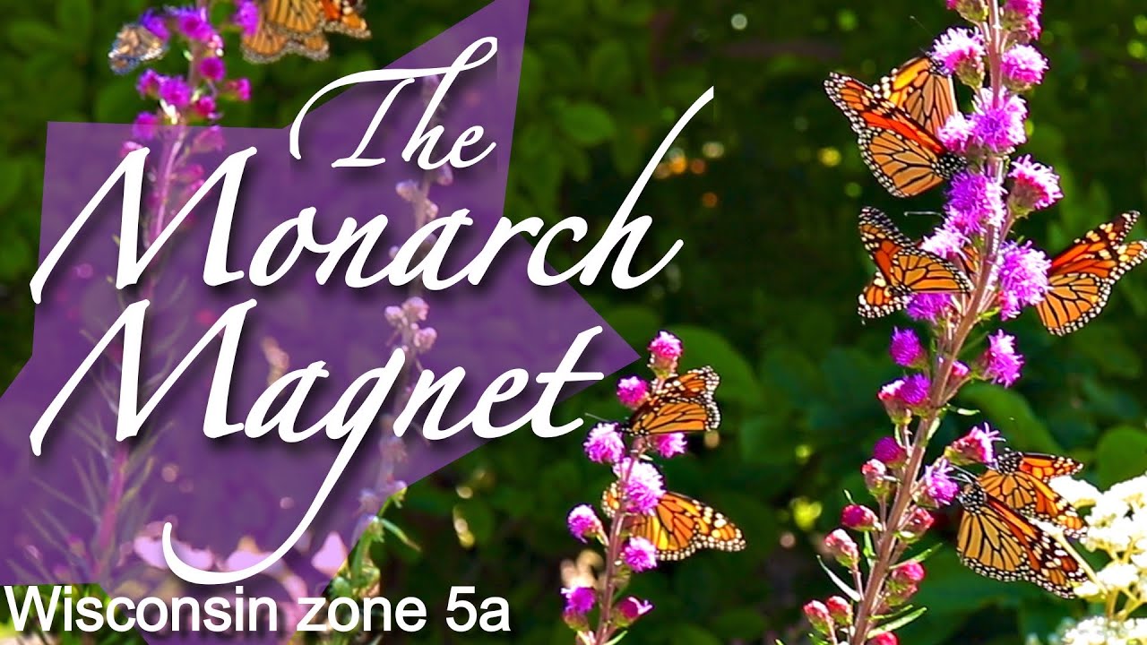 The Monarch Magnet - Liatris ligulistylis - Meadow Blazing Star