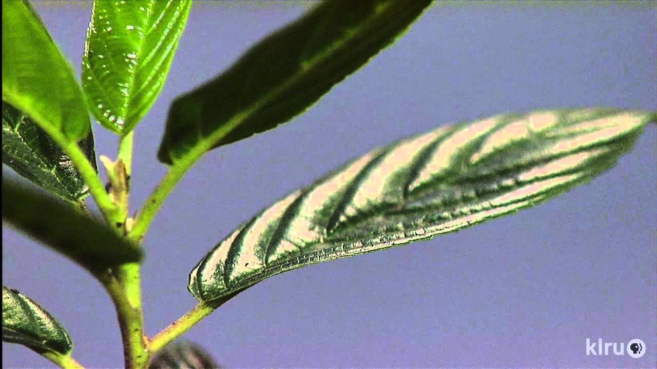 Understory trees for wildlife|Meredith O'Reilly|Central Texas Gardener