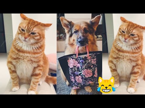 Funniest cat and dog videos, try not to laugh ๐คฃ๐