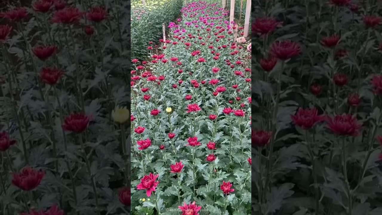 greenhouse bunga krisan milik pak iknas yang dipenuhi dengan bunga krisan.
