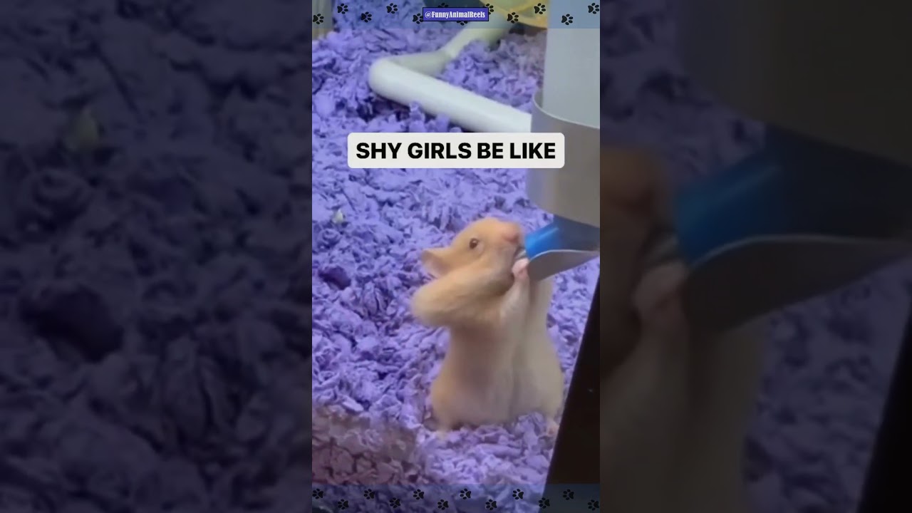 When SHE says she's never done this before (Hamster) 🤣😲 #shorts