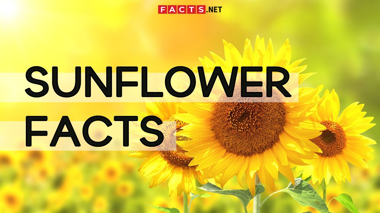 Amazing Sunflower Facts To Brighten Your Day