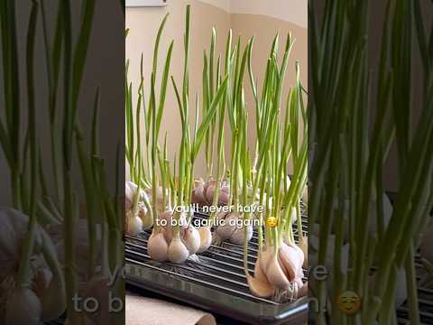β¨HOW TO GROW GARLIC! π§π₯Ή