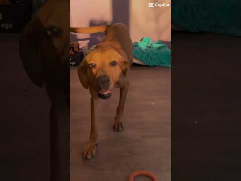 Dog for adoption - Buffy, a Rhodesian Ridgeback & Redbone Coonhound Mix ...