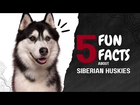 5 Fun Facts about Siberian Huskies that you didn't know!