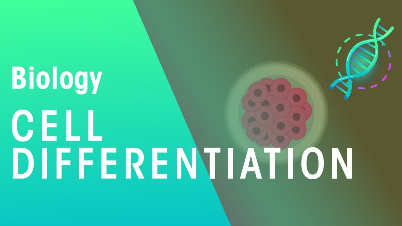 Understanding Cell Differentiation: The Key to Diverse Cell Types in ...